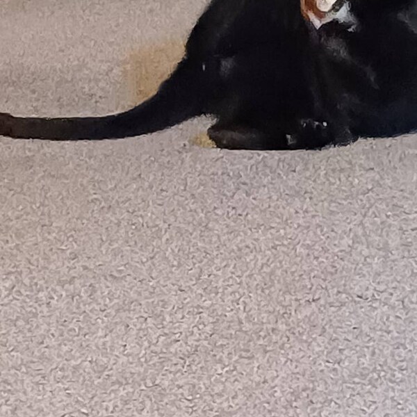 Black Bat Cat Wand Catnip Toy, Gift for Cat Lovers, Gift for Kittens ...