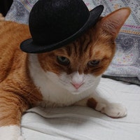 LARGE Black Bowler Cat Hat-- Tough Guy Cat Hat FREE SHIPPING - Etsy Canada