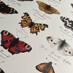 British Butterflies Chart A4 Print - Etsy UK