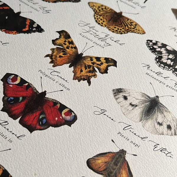 British Butterflies Chart A3 Print - Etsy UK