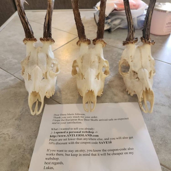 Big Mouflon Mountain Sheep Ram Skull With Very Horns 21,7 European ...