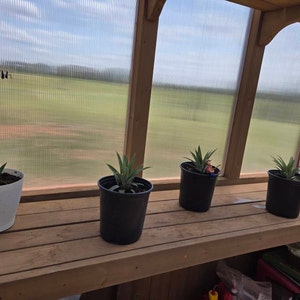 10 Red Custard Apple Seeds, Rare, Exotic and Delicious, Beautiful Fruit ...