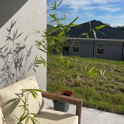 Phyllostachys Bissetti/david Bisset Bamboo-very Cold Hardy - Etsy