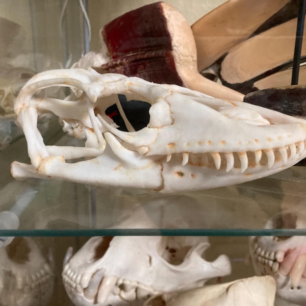 Puma or Mountain Lion Skull Replica (museum Quality) - Etsy