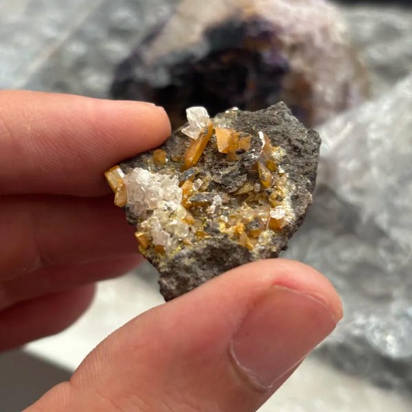 Grasshopper ? Larva - Nematode Worm Parasite - Fossil Plate - Etsy