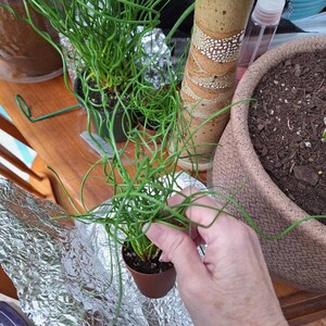 4 or 2 Inch Pot Live Plant Corkscrew Rush/juncus Effusus/twisted Rush ...