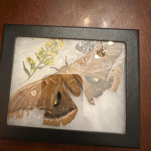 Riker Mount Frames for Insects. Different Sizes! Butterflies, Beetles ...