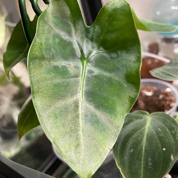 New Hybrid! Alocasia Velvet Elvis Starter Plant (ALL STARTER PLANTS ...