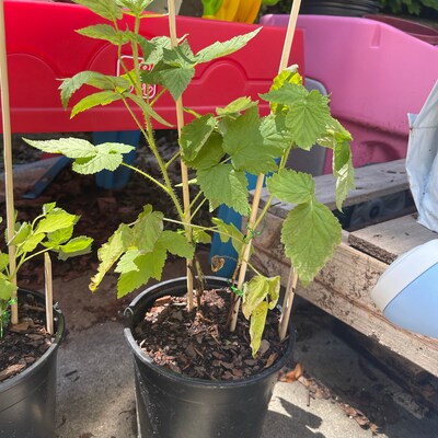 Fall Gold Raspberry 4 to 6 Inch rubus Idaeus Live Starter Plant - Etsy