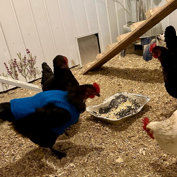Knit Chicken Sweaters (medium Weight) - Hen Clothing - Poultry ...