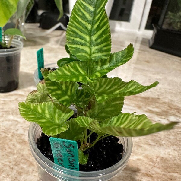 Golden Zebra Fern Starter Plant (ALL STARTER PLANTS Require You to ...