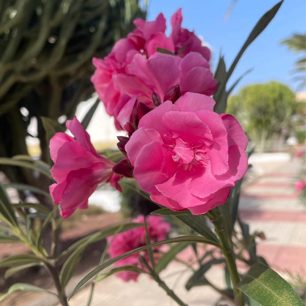 Custom Velvet Jewelry Box, Watch Box for Women, Wedding Gift, Bridal ...