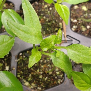 Snick Snack Pepper Seeds - Etsy