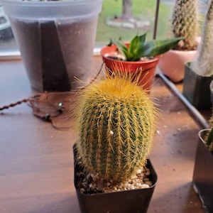 2, 4 Pot of Yellow Tower Lemon Ball Parodia Leninghausii Cactus - Etsy