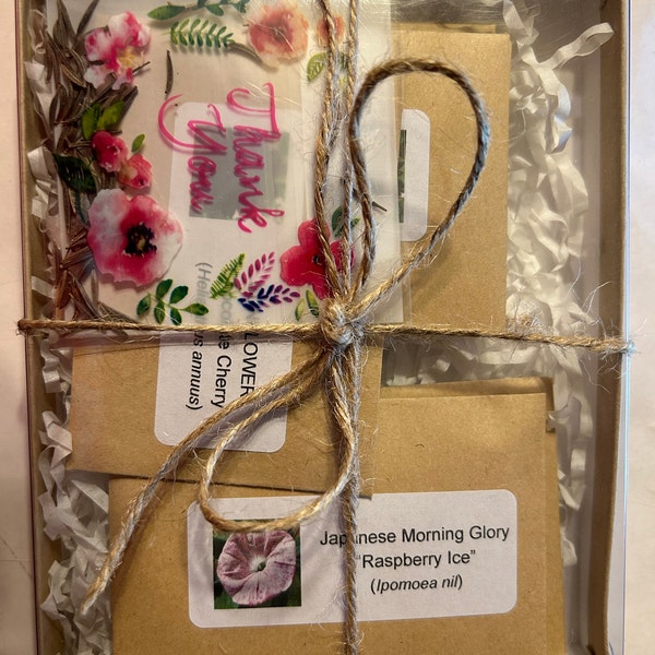 Love Parade Yarrow | Achillea Sibirica Var. Camtschatica | Lovely ...