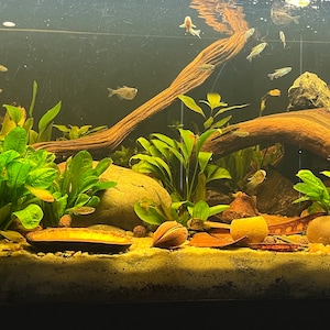 Roly Poly Guacamole Unisex Jersey Short Sleeve Tee Isopod - Etsy