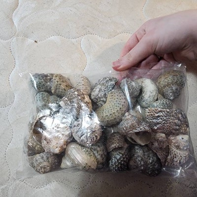 Nessastores Threaded Abalone Sea Shell One Side Polished Beach Craft 4 ...