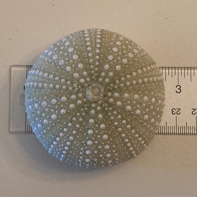 Calico Atlantic Scallop Seashells Argopecten Gibbus 10 Shells Approx. 2 ...