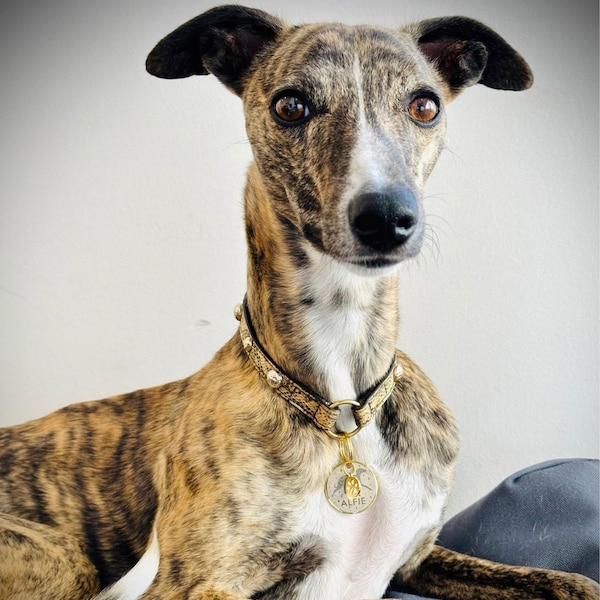 Personalized Dog Tag Engraved With Name and a Whippet Silhouette in a ...