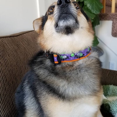 Labrador Retriever Dog Collars, Canoe Dog Collars, Wilderness Dog ...