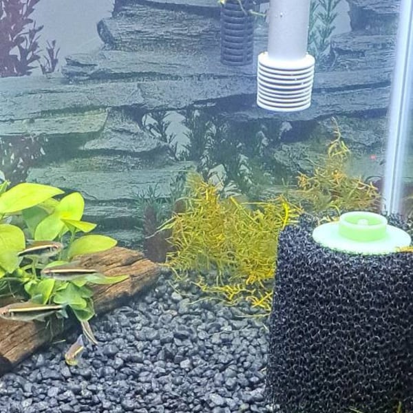 BUY2GET1FREE Java Moss, Bogor Moss Aquarium Plant | Easy Aquarium Plant ...