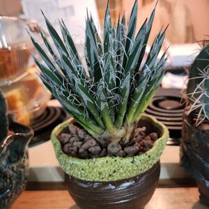 Neoraimondia Herzogianai baseball Bat Cactus 3.5 Inch Pot - Etsy