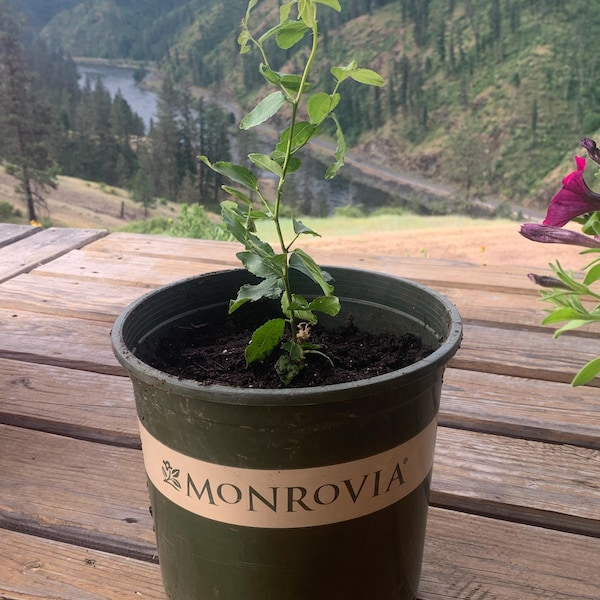 4 Pack: Kangaroo Paw A.K.A. Anigozanthos 'bush Ranger' | Drought ...