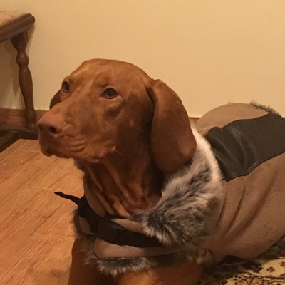 Sundance Shearling Dog Jacket so Boho Chic in Black - Etsy