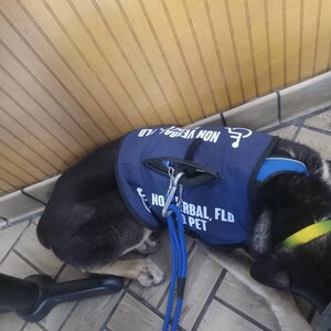 5-pack ADOPT ME Bandana Scarf for Rescue Dogs - Etsy