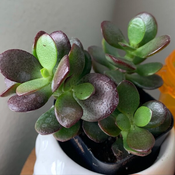 Crassula Pubescens Ssp. Radicans in 2" Pot - 4" Pot - Etsy