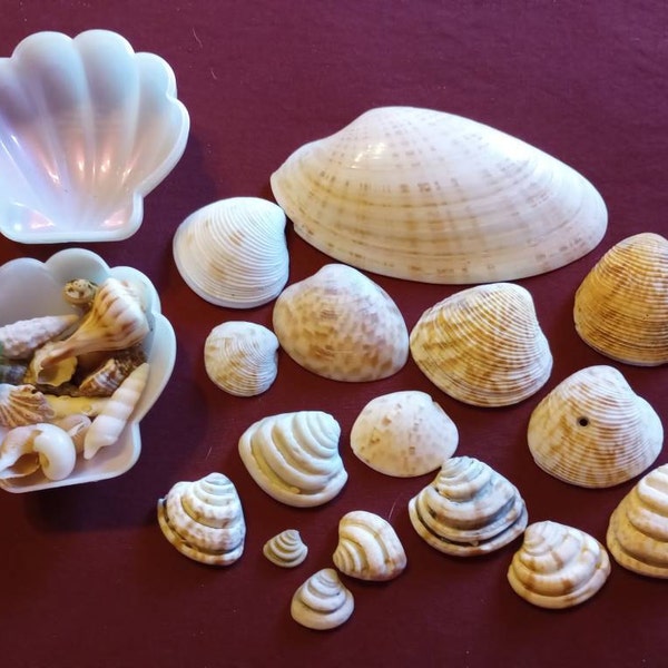 15 Florida Flat Scallop Shells - Etsy