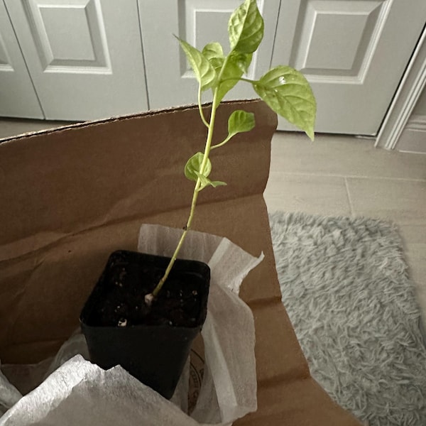 Organic Red PIGEON PEAS Gunga Pea 50 Seeds Cajanus Cajan Gandul Lazaro ...