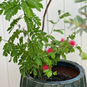 Codakia Orbicularis Aka Tiger Lucine Fossil / Fossilized Whole Bilvalve ...