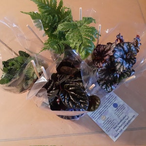 Houseplant Variety Pack 4 Plants 4 Potseasy Care assorted Tropical ...