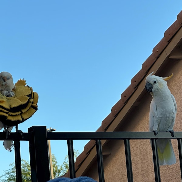 Vest E-collar Jacket for African Grey Parrots That Pluck & Pick ...