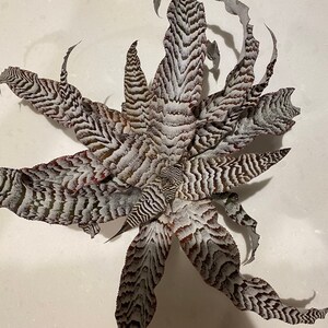 Bromeliad Vriesea Red Chestnut 6 Pot | Etsy