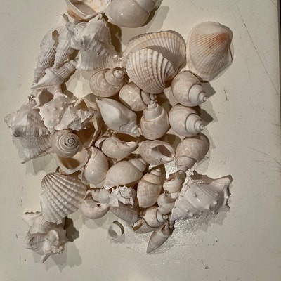 White Wedding Seashell Mix Beach Wedding Decor White Wedding - Etsy