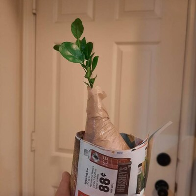 Live Chinese Keys Plant, Boesenbergia Rotunda, Fingerroot Live Plant ...