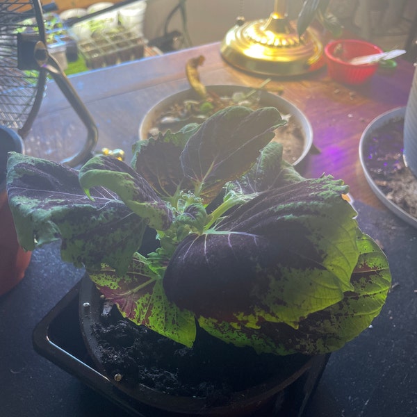 Master's Mix 4lbs, Culinary Mushroom Substrate, Hydrated and Sterilized ...