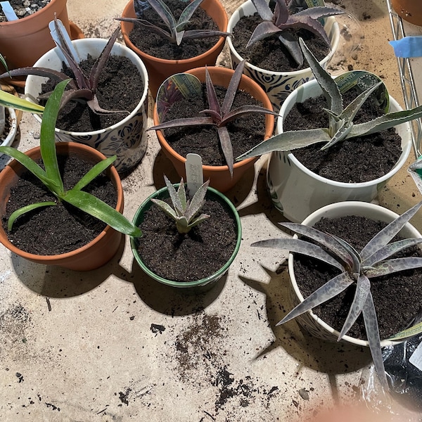 Red Wing Mangave STARTER Plant Agave/manfreda Hybrid Great COLORS ...