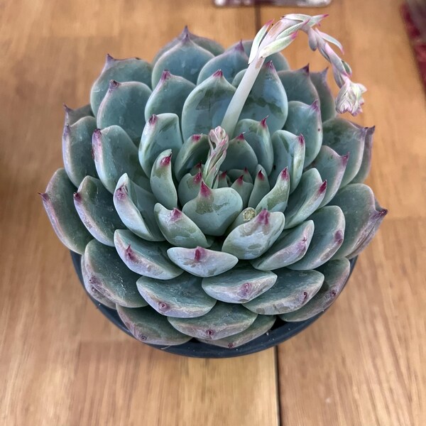 Assorted Succulent Plug Mix | Live Rooted Succulent Plants - Etsy