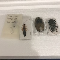 Assorted Beetles Bugs Insects Wholesale Mix Lot Collection Choose 1, 5 ...