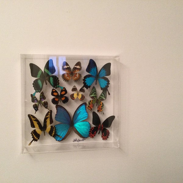 Butterfly Displays, Mounted Butterflies, Framed Butterflies , Butterfly ...