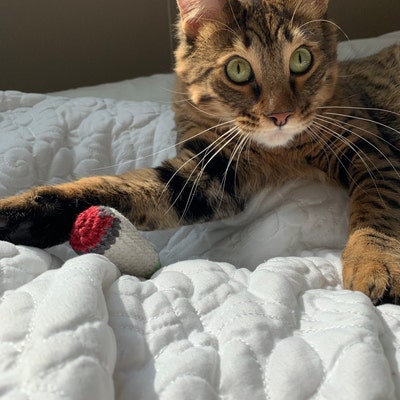 The Original Joint Cannabis Catnip Toy - Etsy