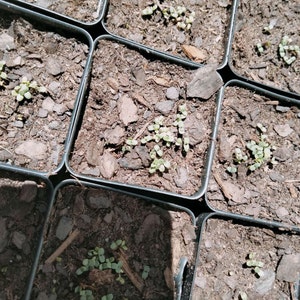 Billy Button Seeds, Craspedia, Billy Balls, Craspedia Globosa CD0150 - Etsy