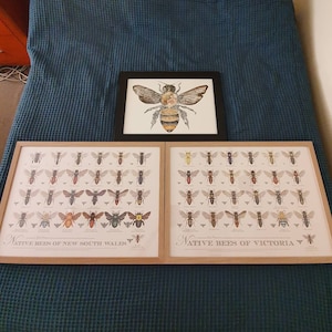 Native Bees of Queensland Poster third Edition - Etsy Australia