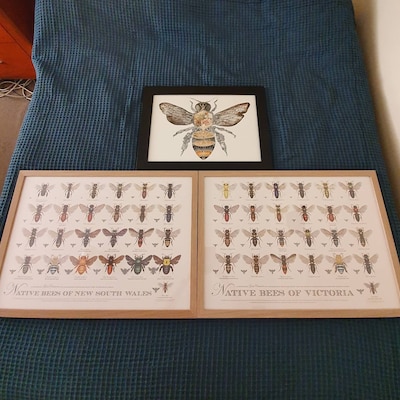 Native Bees of Tasmania Poster - Etsy Australia