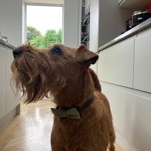 Small Dog Bow Tie Playing Card Pips Pet Collar Accessory - Etsy