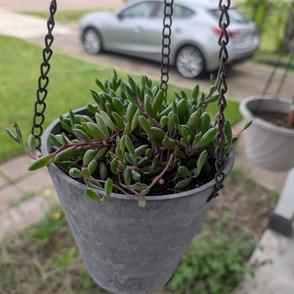 Ruby Necklace, String of Rubies, Little Pickles, Othonna Capensis ...