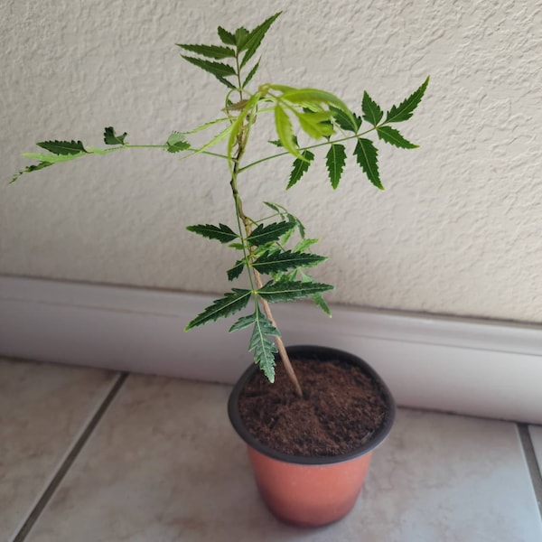 NEEM TREE (MEDIUM)- (azadirachta Indica) - Village Pharmacy. (13"-18 ...